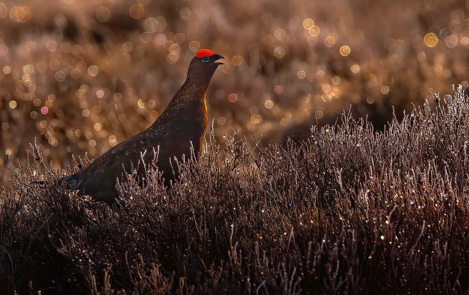 Ground Nesting Bird Conservation | Irish Red Grouse Conservation Trust