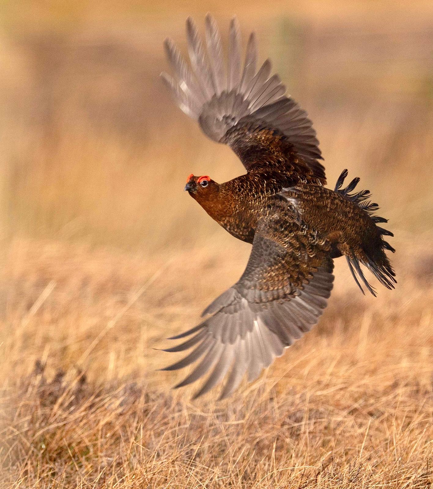 Red Grouse