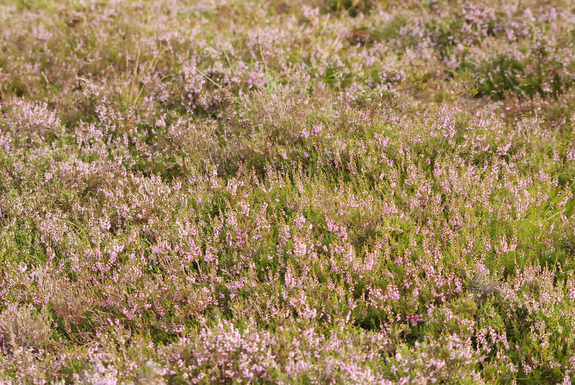 About Us | Irish Red Grouse Conservation Trust
