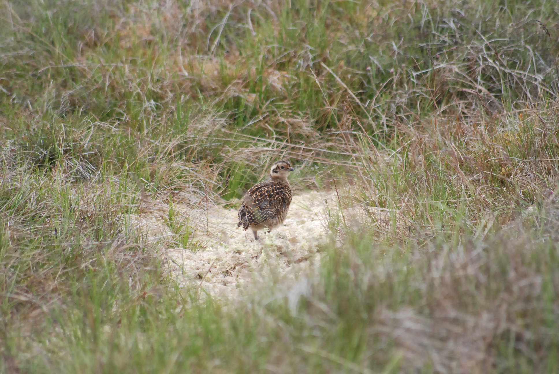 Join | Irish Red Grouse Conservation Trust